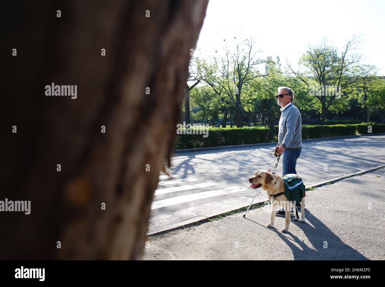 Blind senior man with guide dog crossing road in city Stock Photo - Alamy