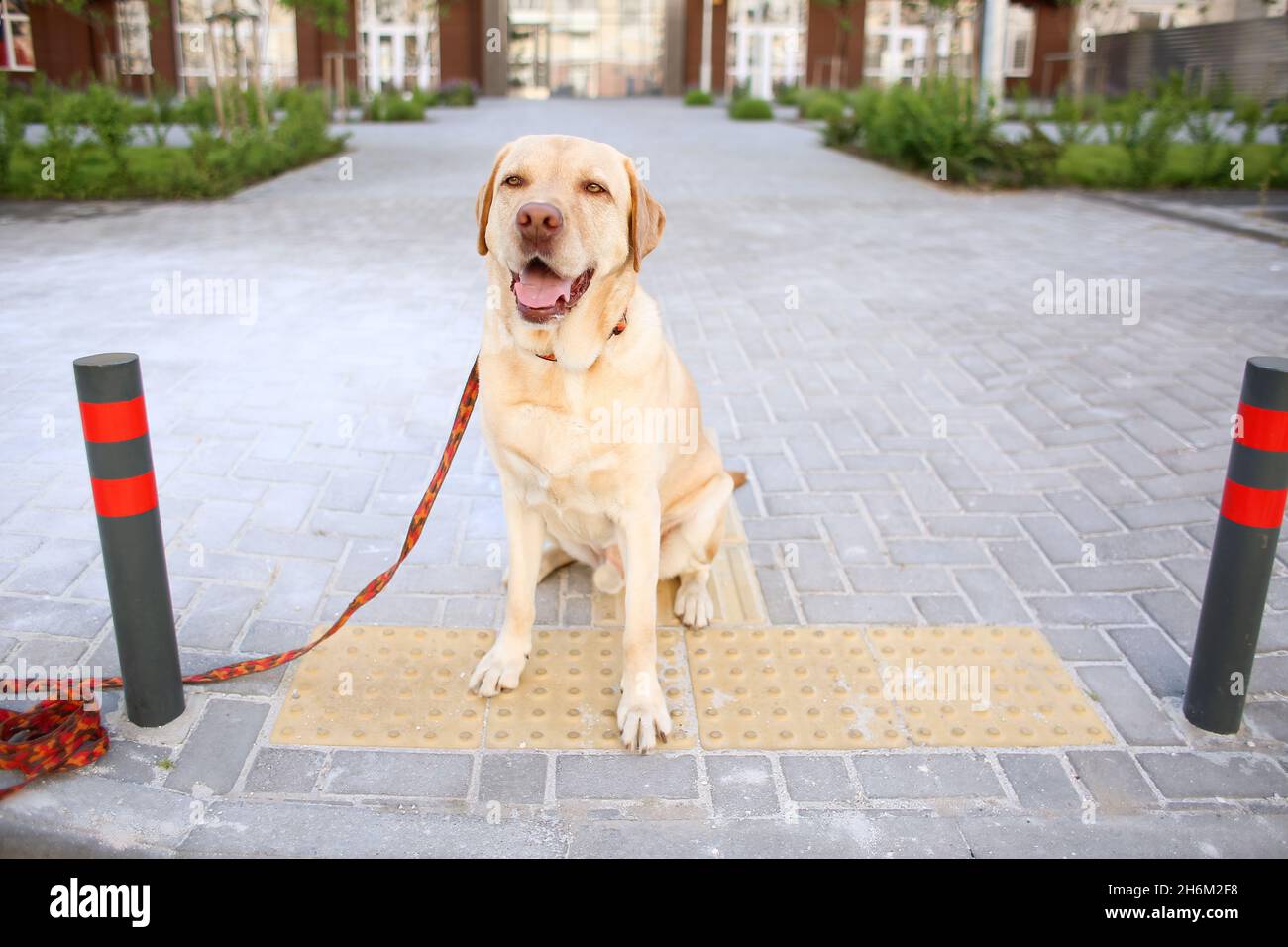 Cute guide dog on city street Stock Photo - Alamy