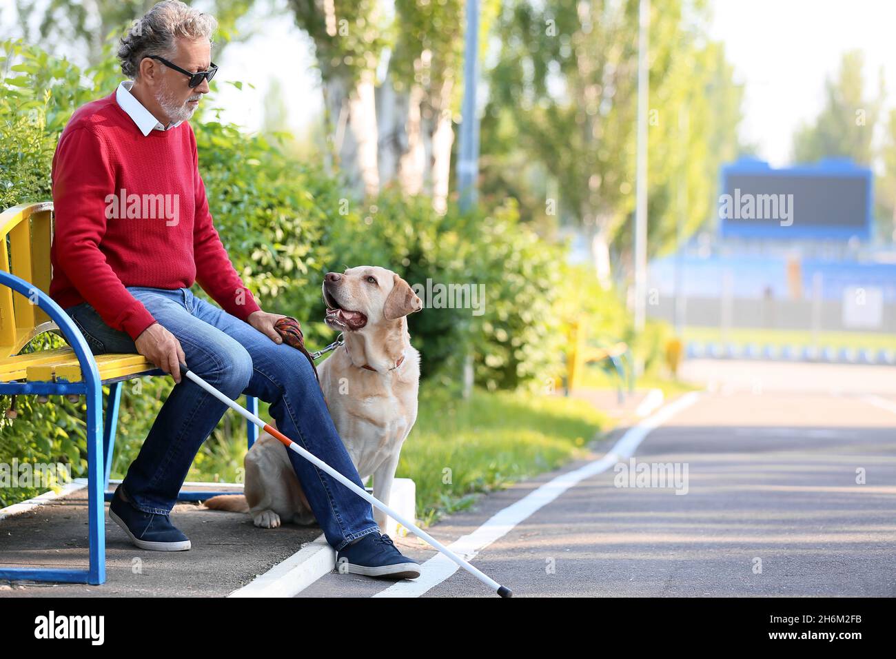 Blind senior man with guide dog outdoors Stock Photo - Alamy