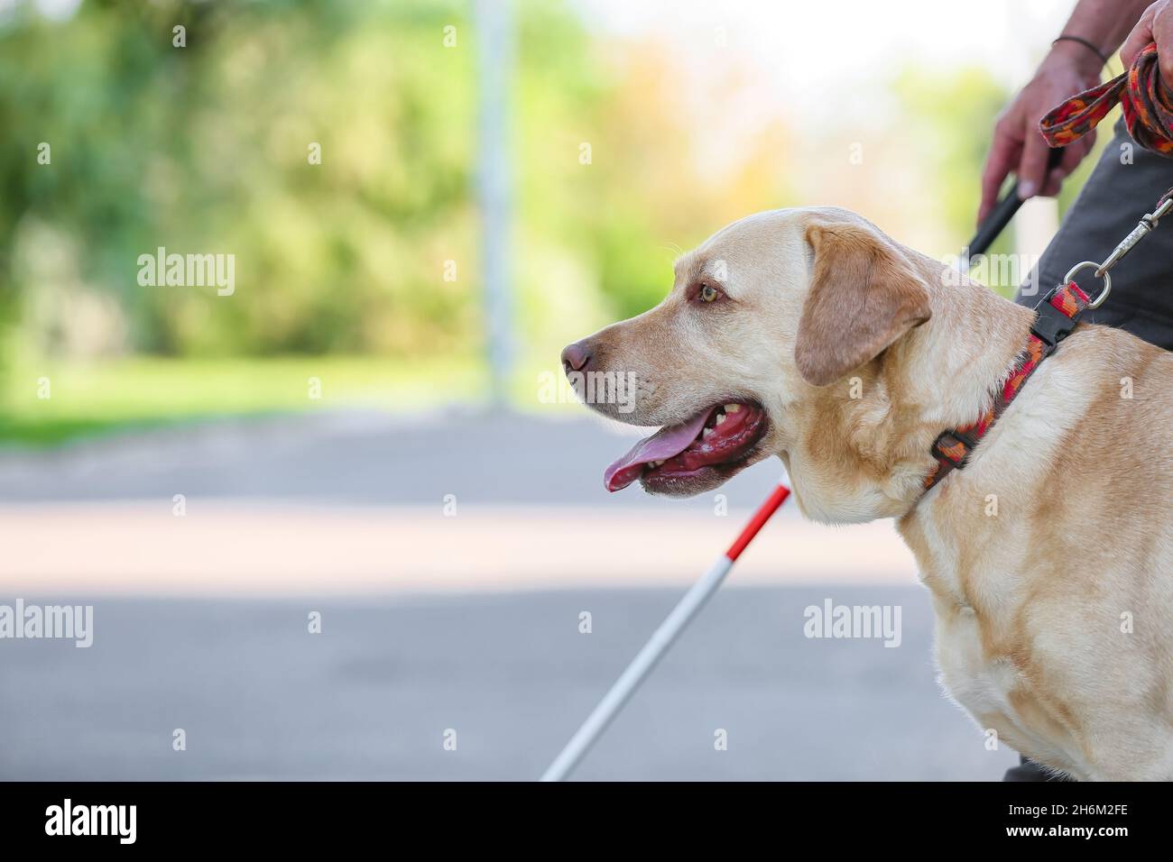Blind senior man with guide dog crossing road in city Stock Photo - Alamy