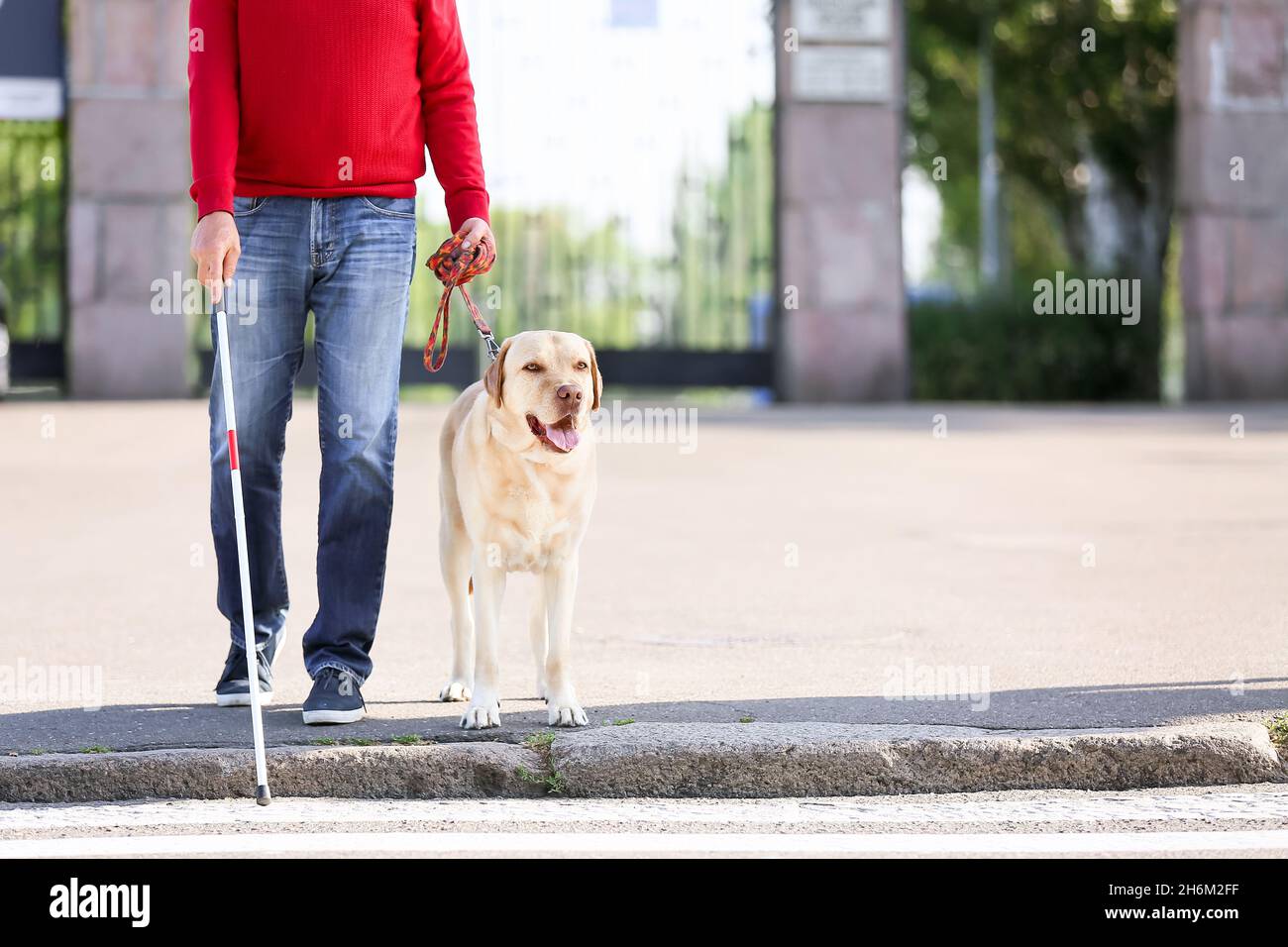 Blind senior man with guide dog crossing road in city Stock Photo - Alamy