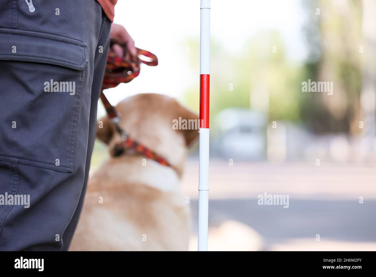 Blind man with guide dog outdoors Stock Photo - Alamy