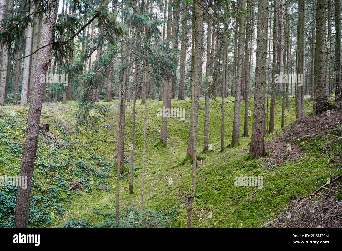 View of the green forest. Beautiful place for hiking Stock Photo - Alamy