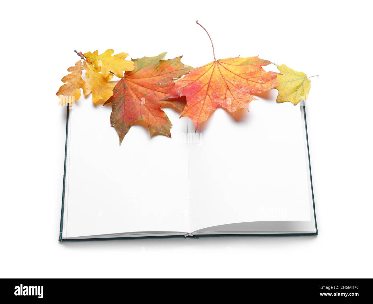 Blank open book with autumn leaves on white background Stock Photo - Alamy