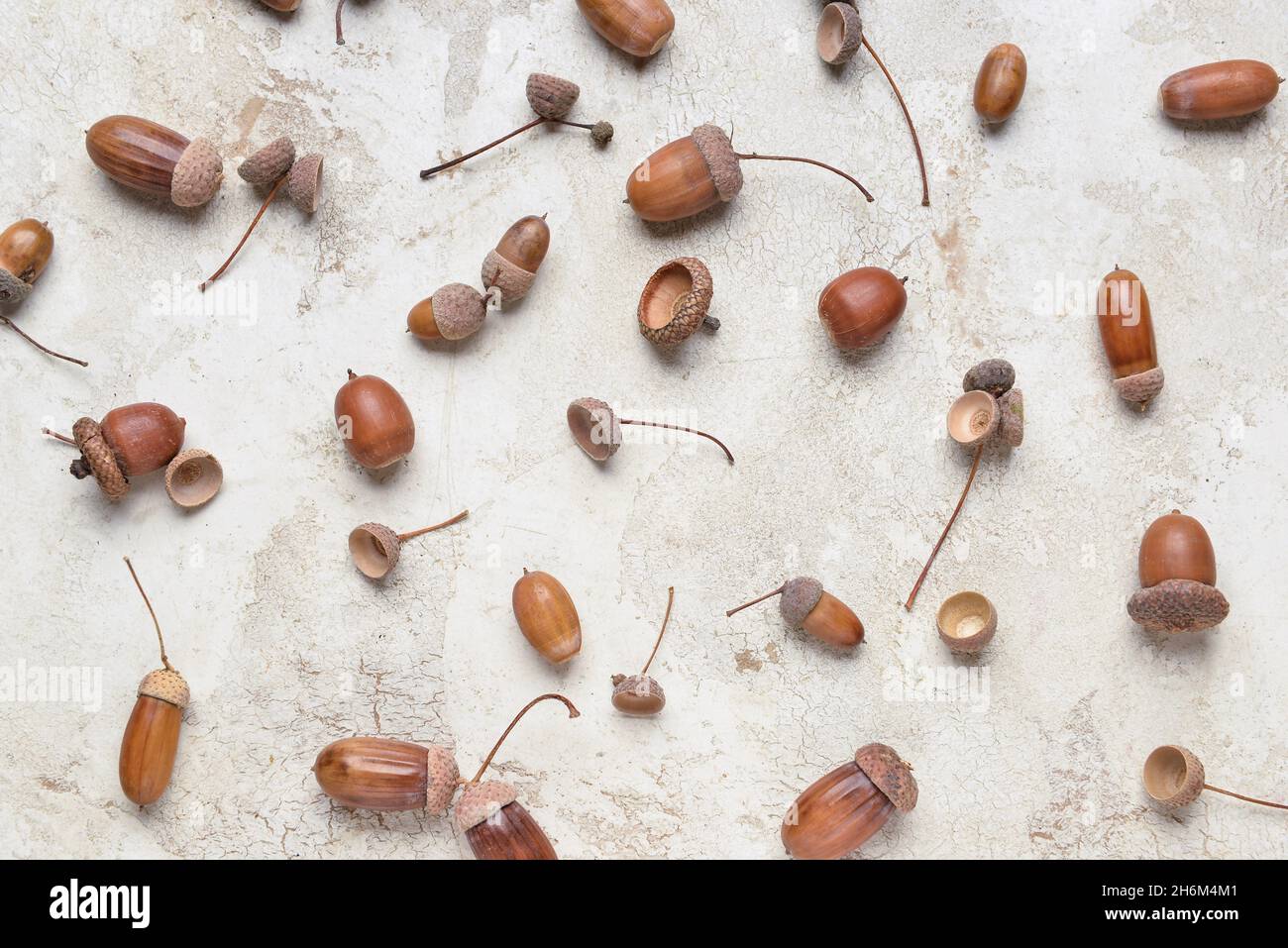 Many acorns hi-res stock photography and images - Alamy