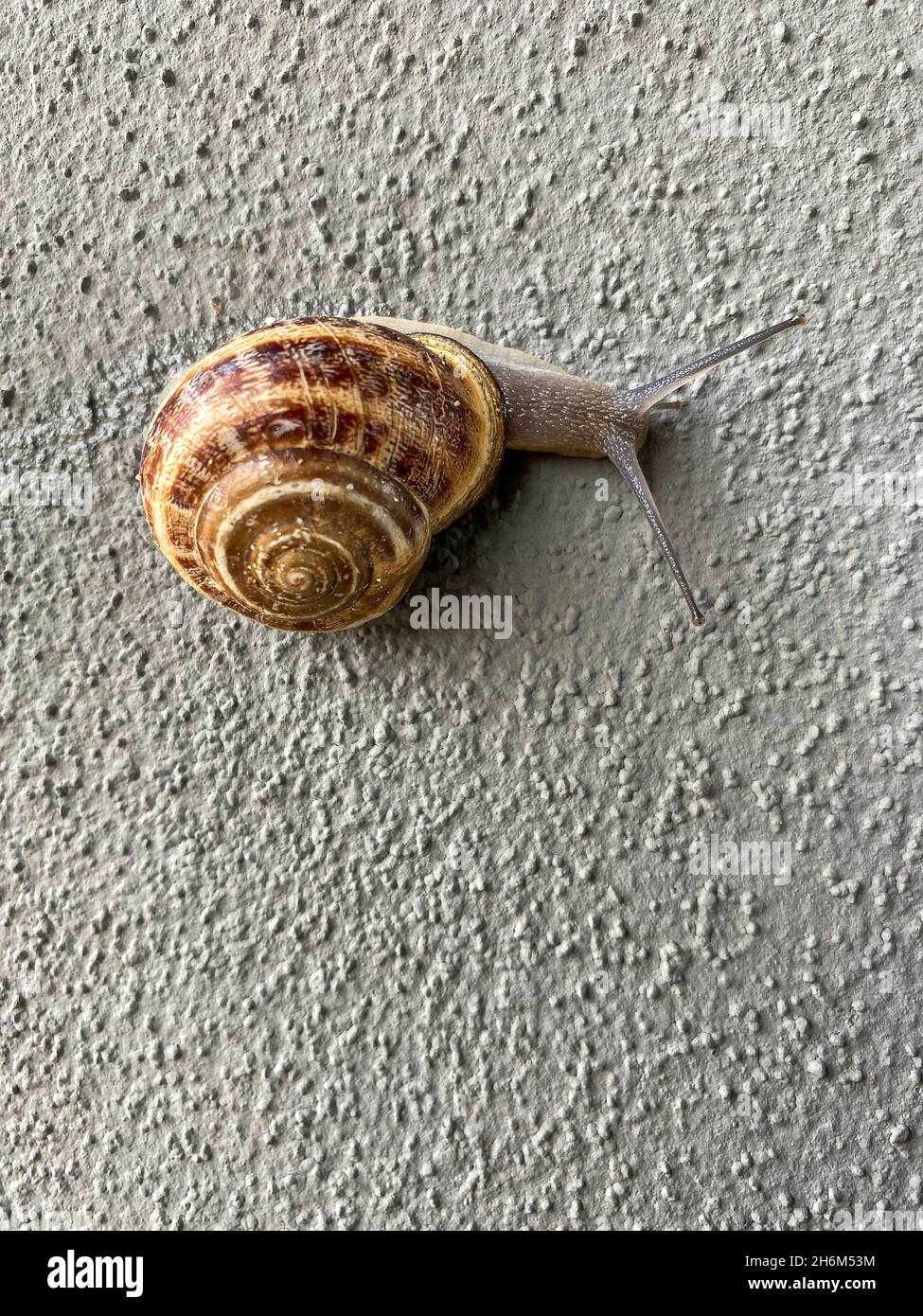 snail walking on the wall Stock Photo - Alamy