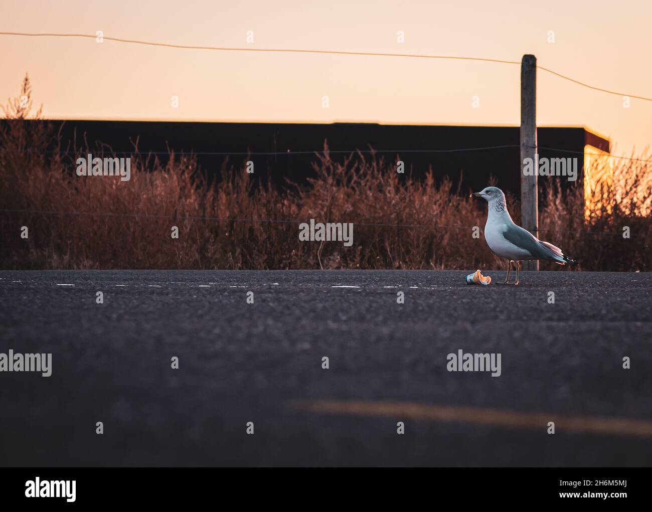 Seagull enjoying an ice cream cone and leaving an ice cream trail in ...