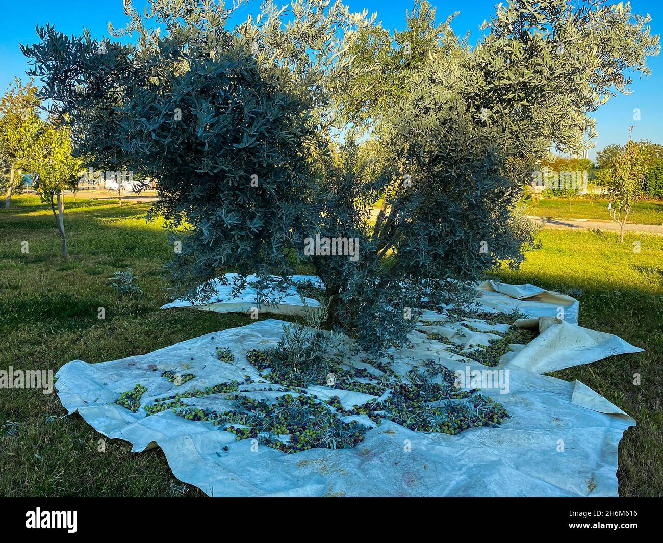 Olive tree and picking olives in Turkey Stock Photo - Alamy