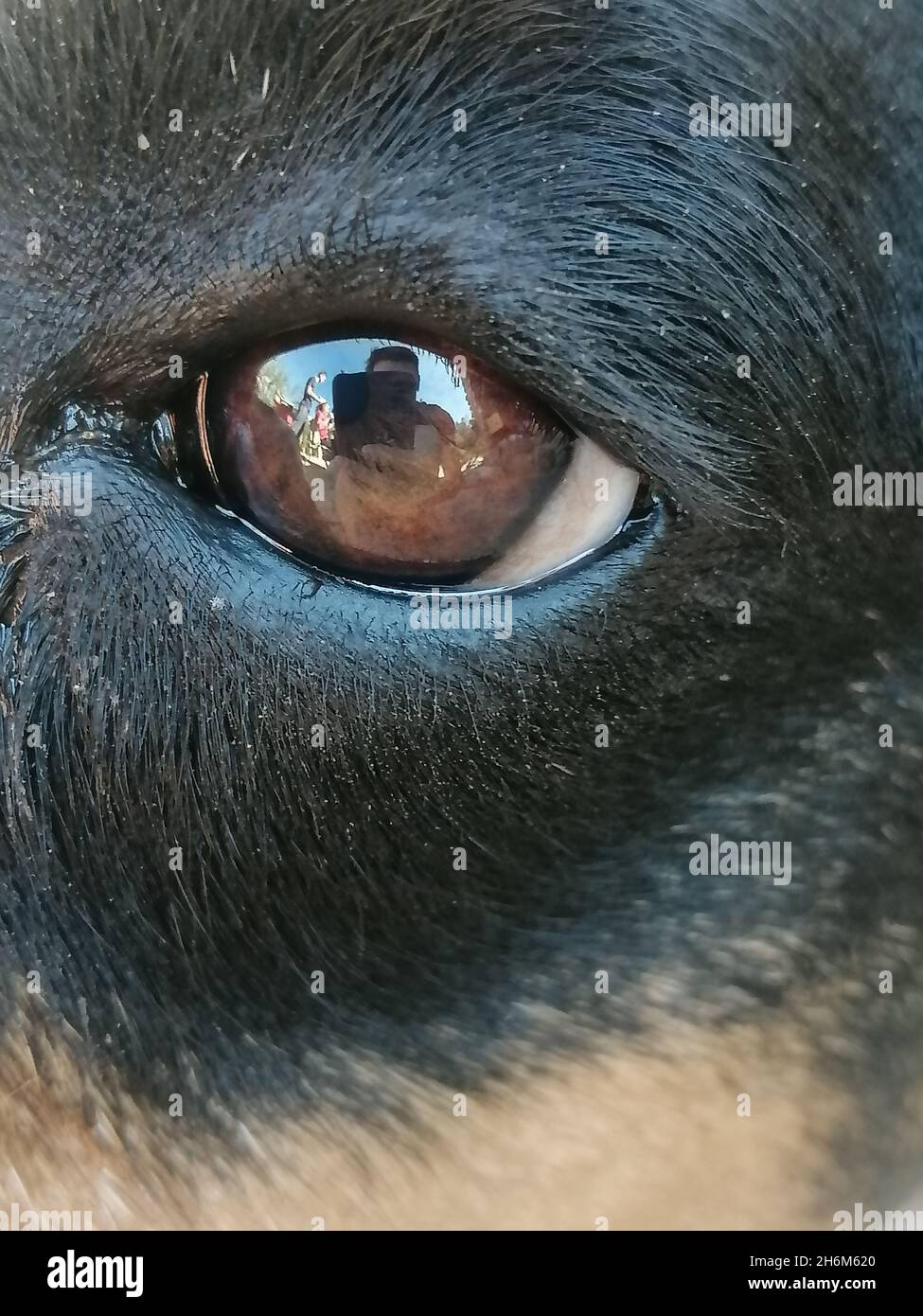 Vertical macro shot of a dog eye reflectin the man taking the photo ...