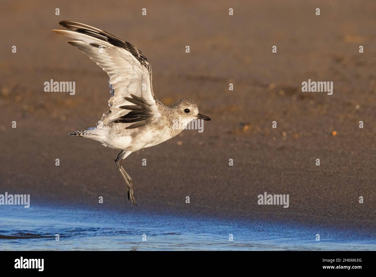 Grey Plover (Pluvialis squatarola), side view of an adult in winter ...