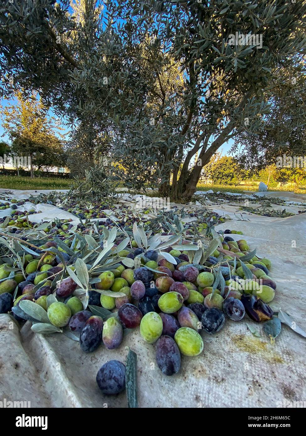 Olive tree and picking olives in Turkey Stock Photo - Alamy