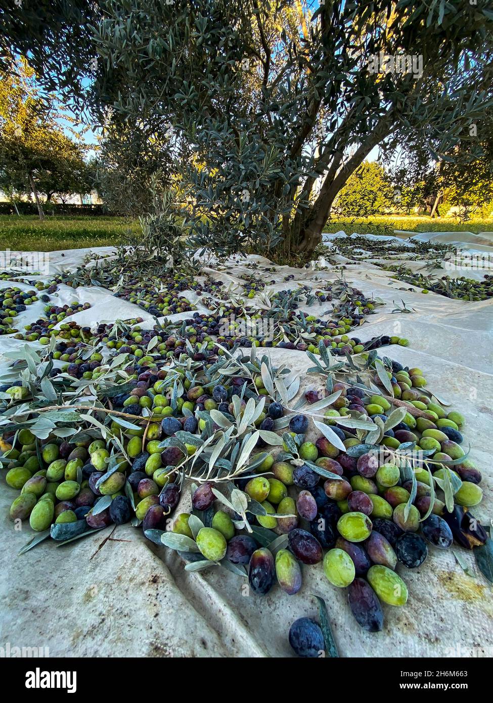 Olive tree and picking olives in Turkey Stock Photo - Alamy