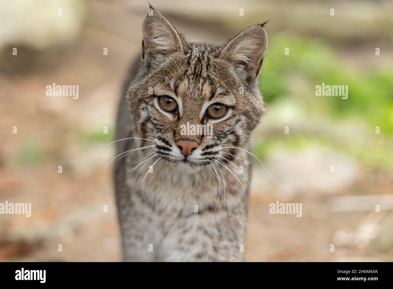 Beautiful portrait of a Bobcat in nature Stock Photo - Alamy