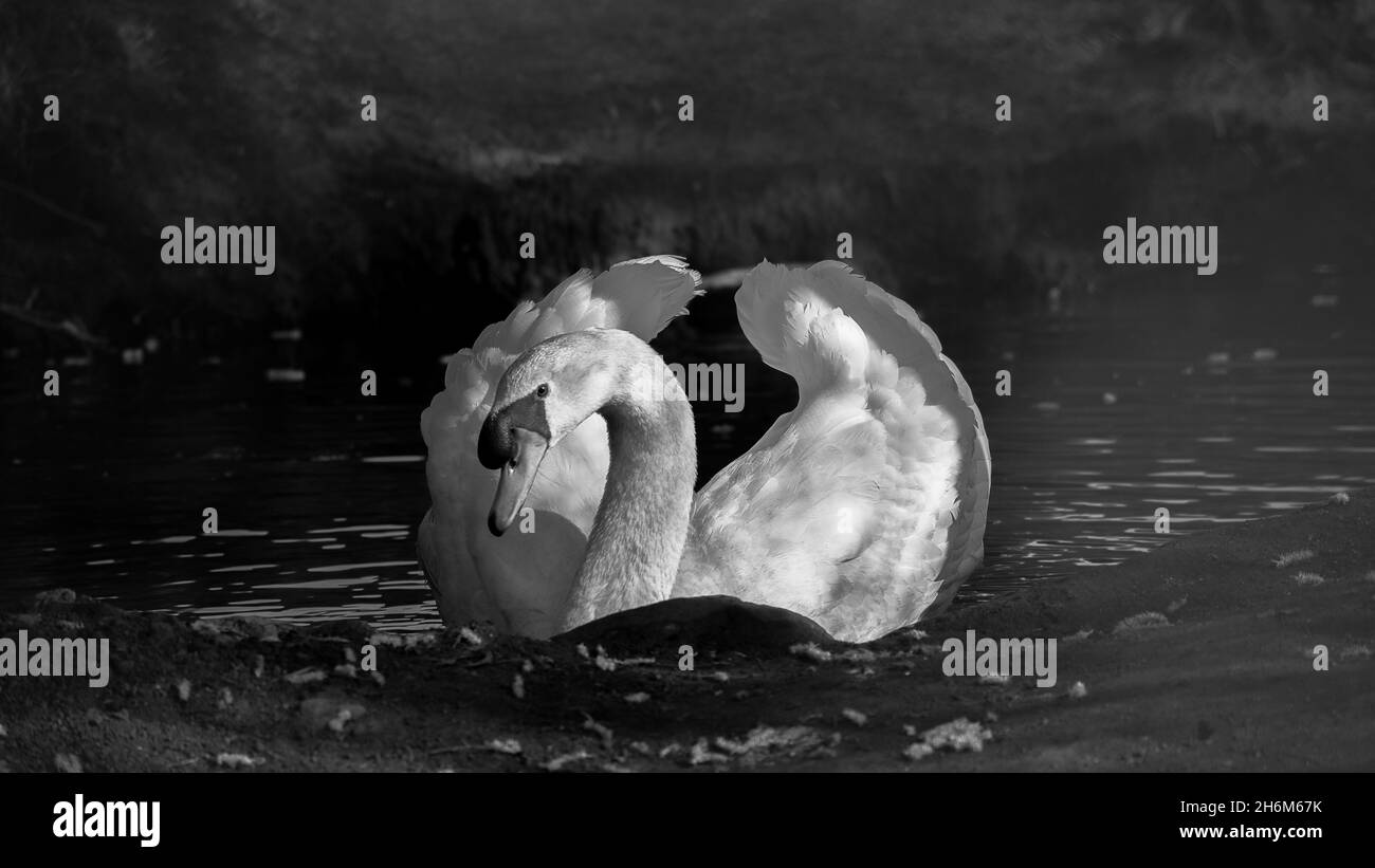 Grayscale of a beautiful swan on the water surface Stock Photo - Alamy
