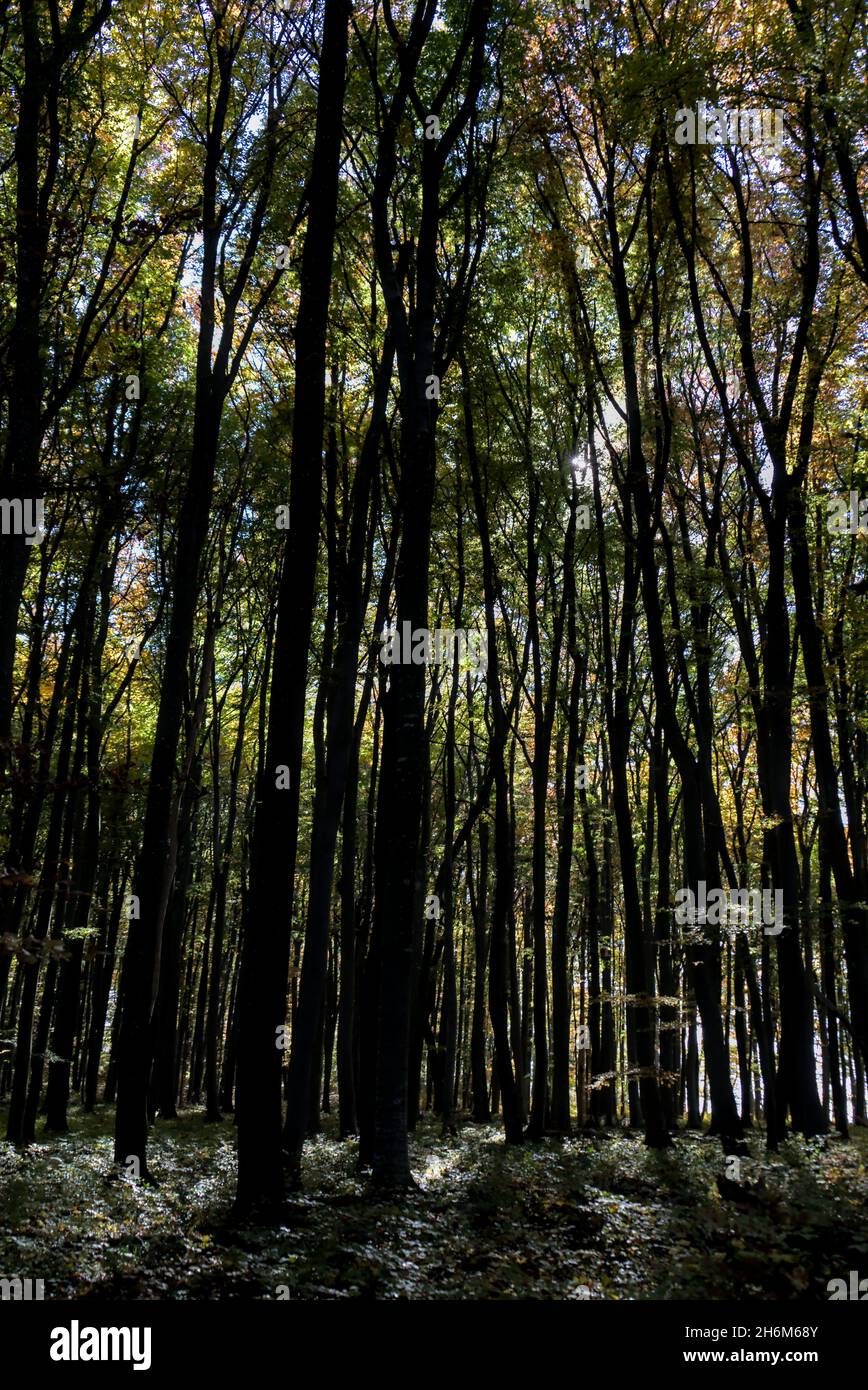 Nice forest hi-res stock photography and images - Alamy