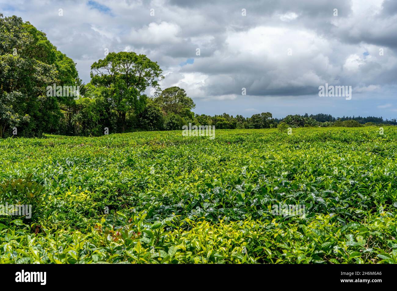 Green tea plantations high in the mountains in Mauritius. High quality ...