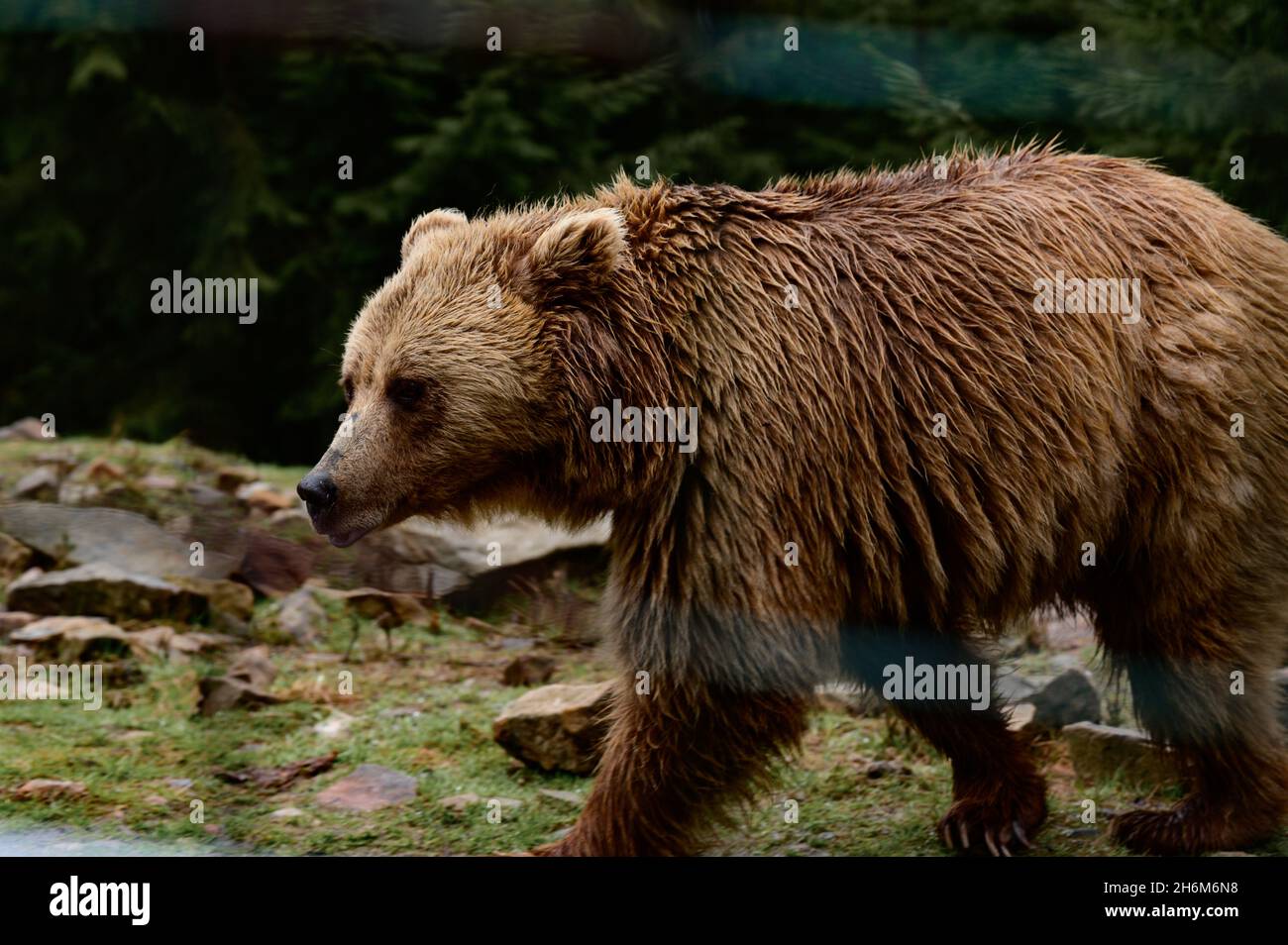 After hibernation, the brown bear walks through the forest in search of ...