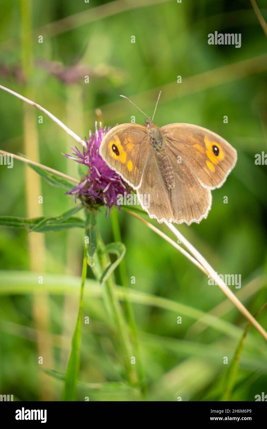 Maniola jurtina on flower hi-res stock photography and images - Alamy