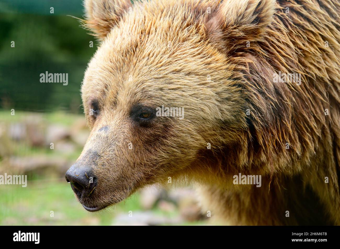 Close-up portrait of a bear, brown bear head, big bear eyes, bear in ...
