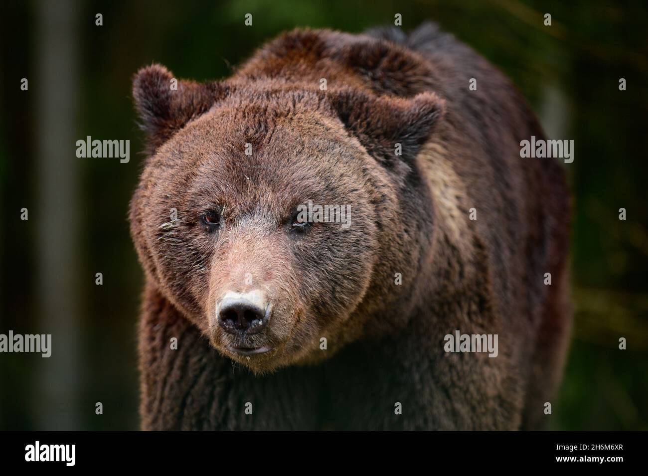 A large brown bear walks through the woods in search of food after ...
