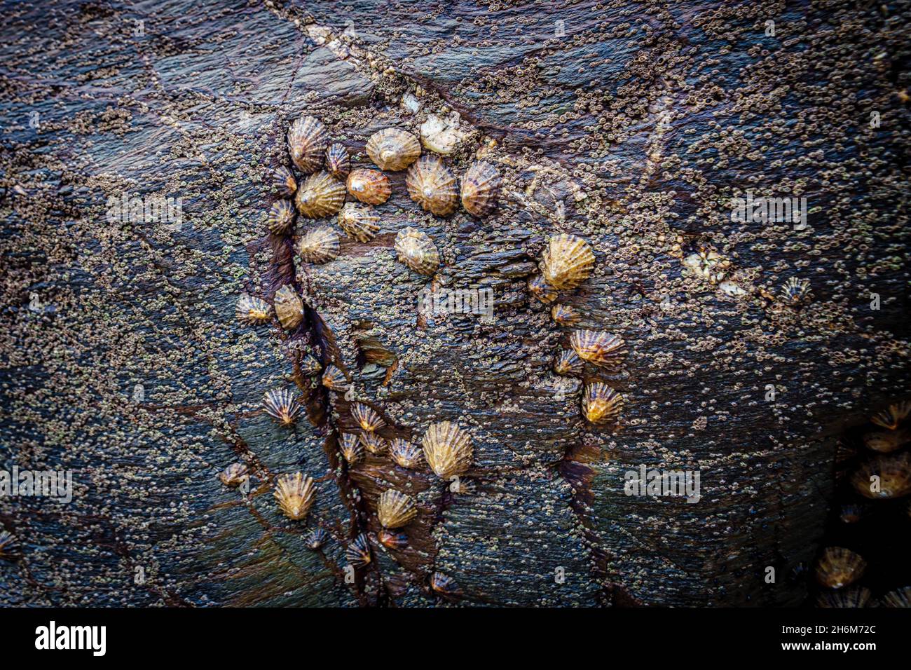 Limpets cluster across a wet rock surface at Dollar Cove,Cornwall ...