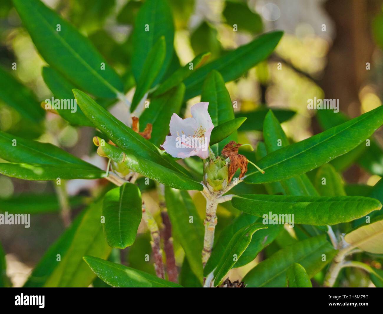 Flowers of great rhododendron in Omaha's Henry Doorly Zoo and Aquarium ...