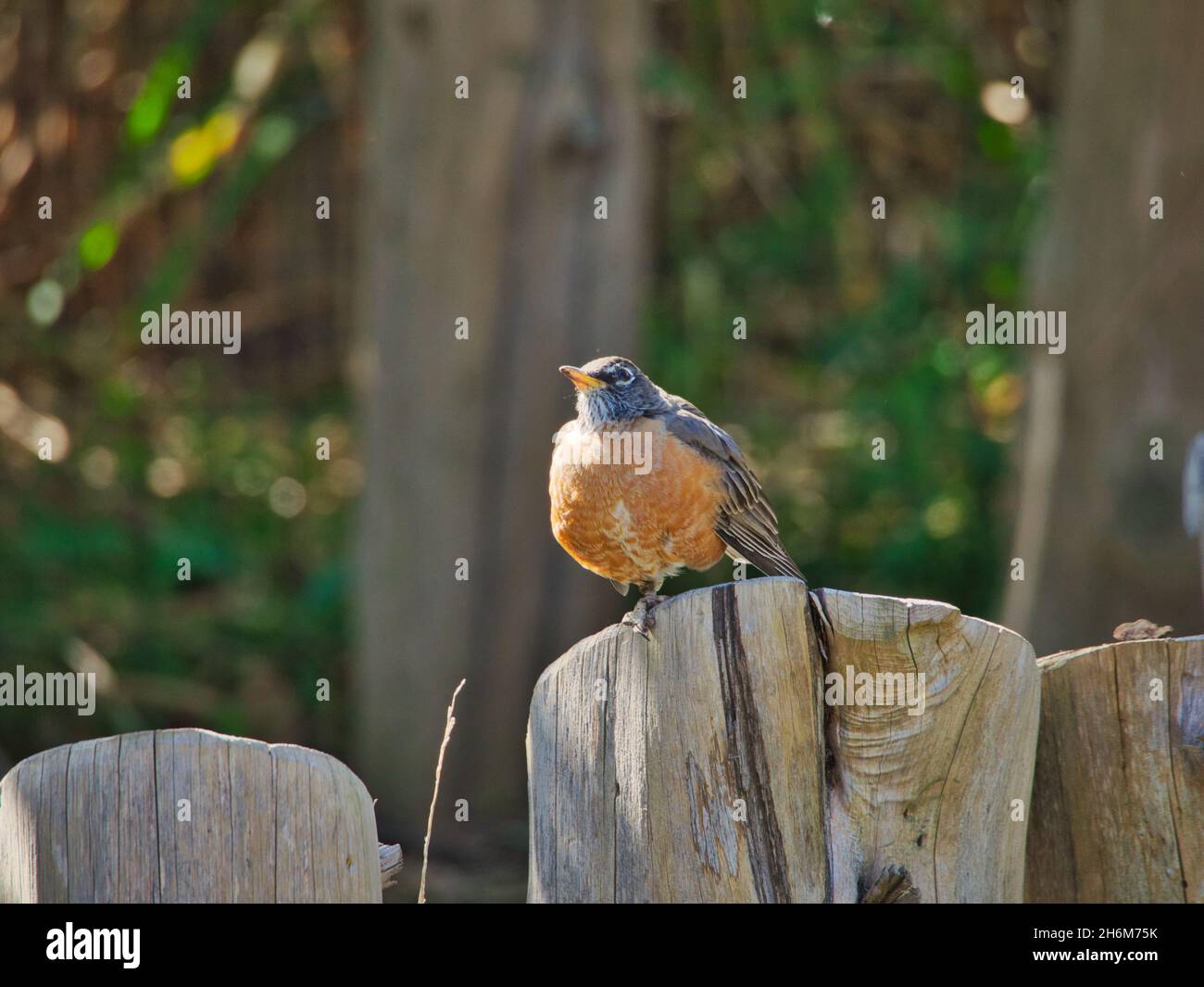 Common redstart bird on a wooden post in Omaha's Henry Doorly Zoo and ...