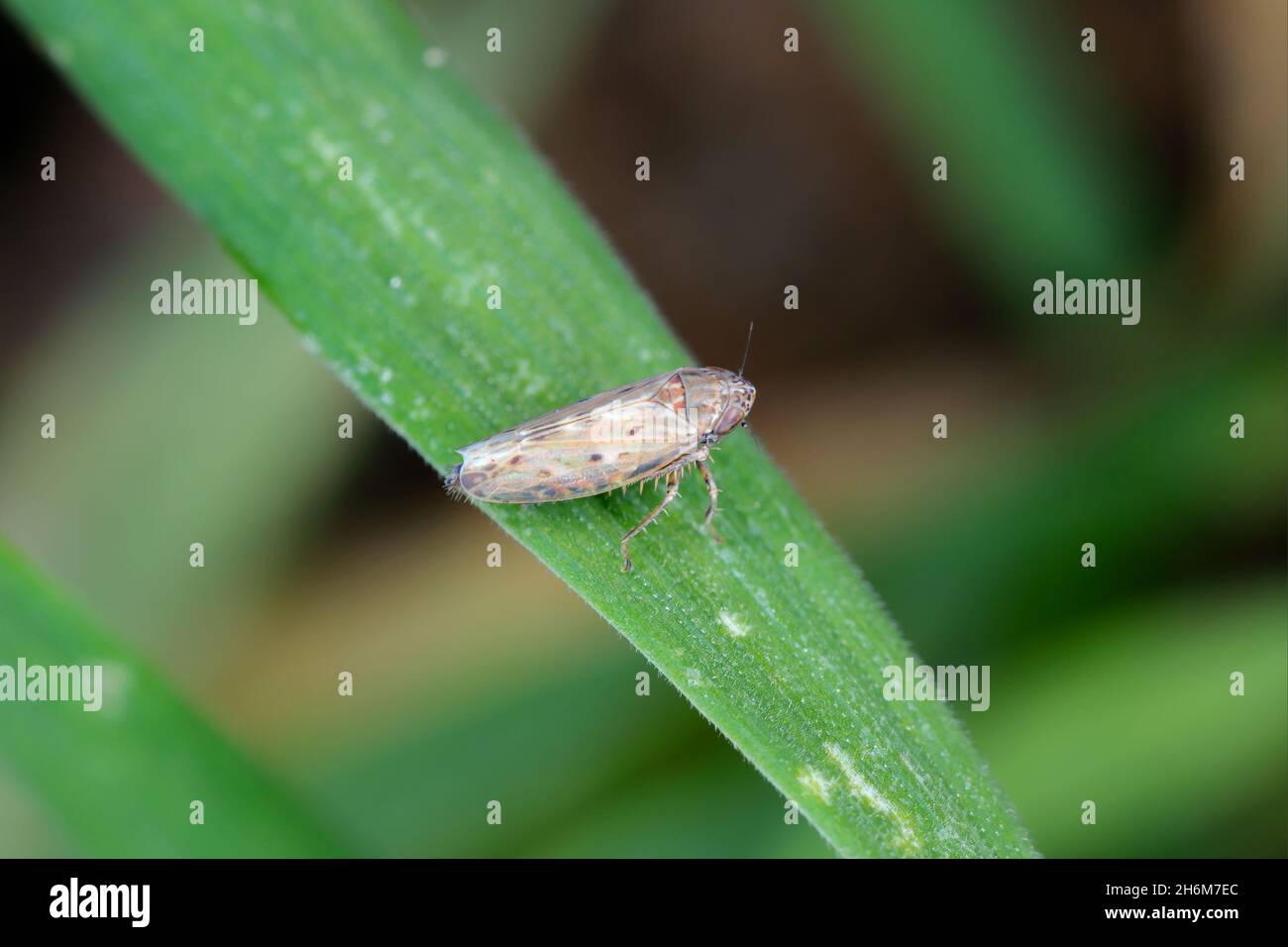 Tenuis hi-res stock photography and images - Alamy