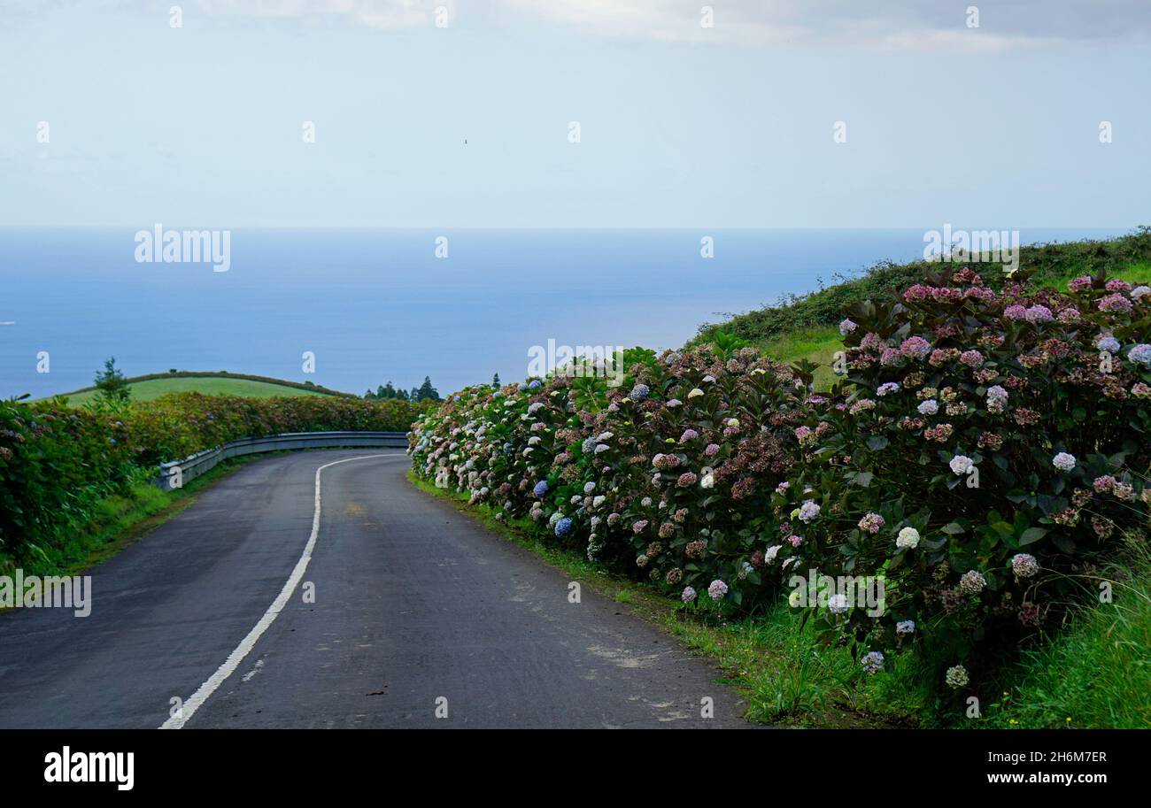 colorful hydrangea flowers on azores road Stock Photo - Alamy
