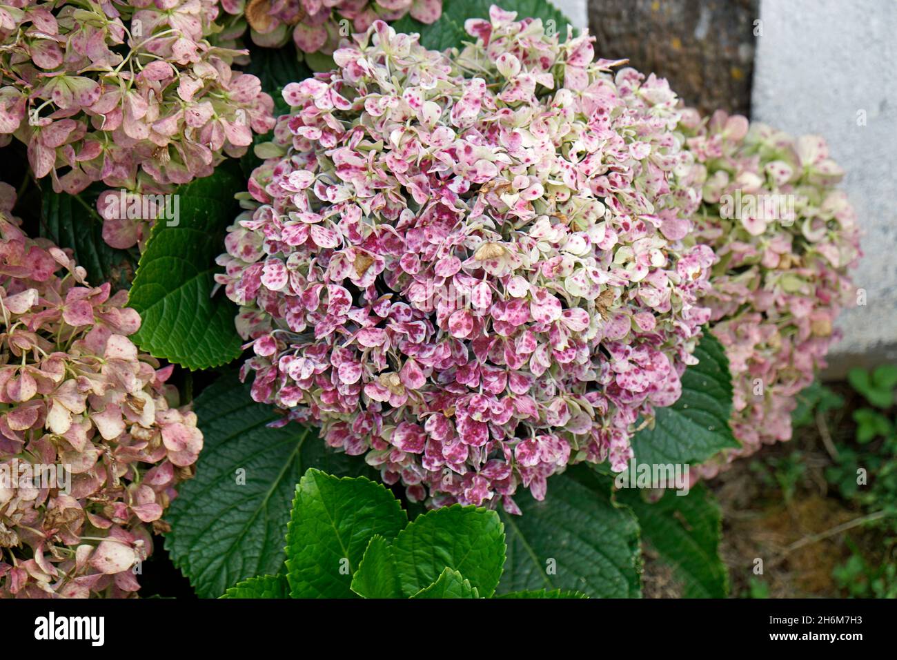 huge colorful hydrangea flowers on the azores islands Stock Photo - Alamy