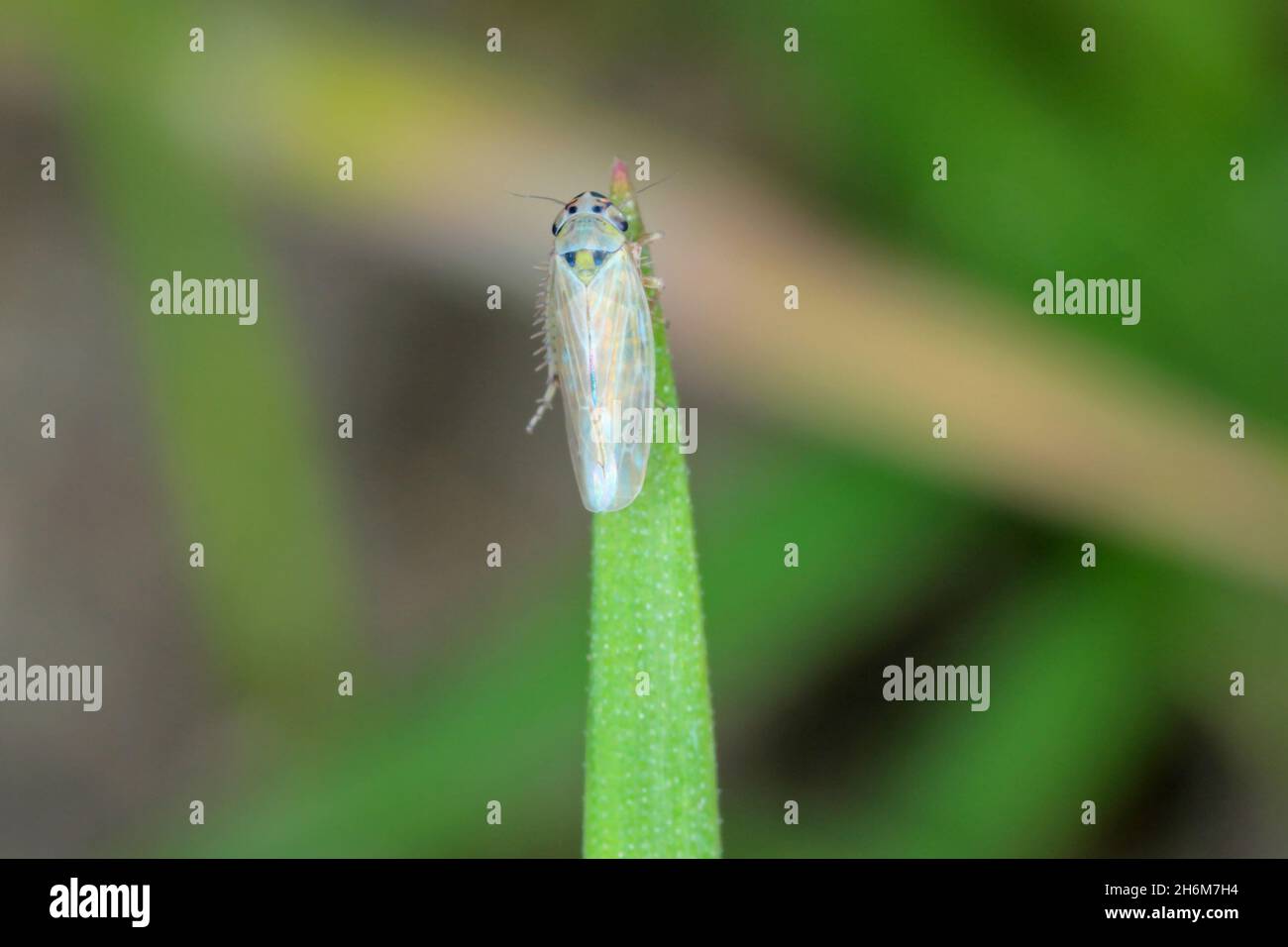 Leafhopper Macrosteles laevis on winter cereals. A leafhopper is the ...