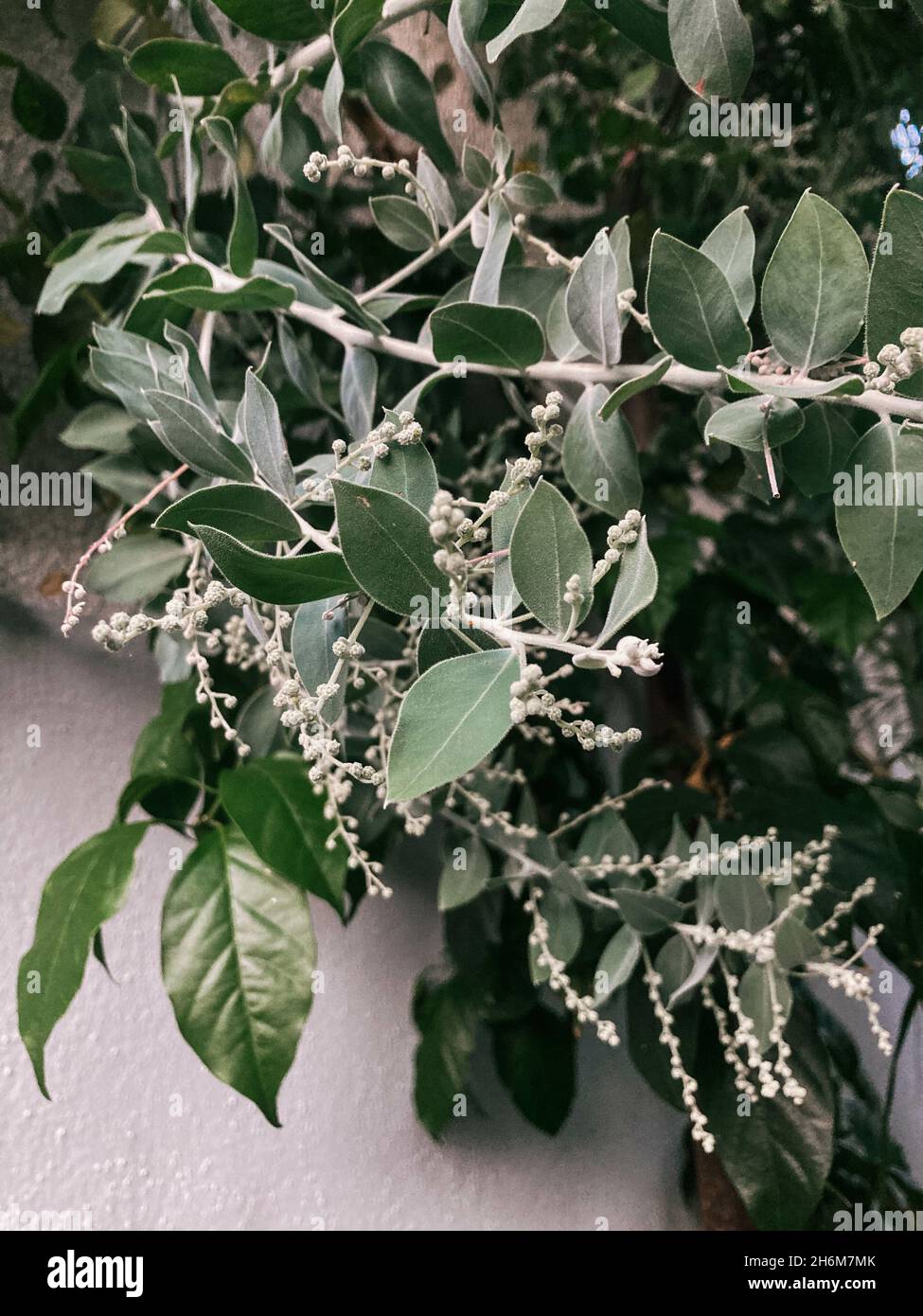 Vertical closeup of a fragrant tea olive tree shrubs with big green ...