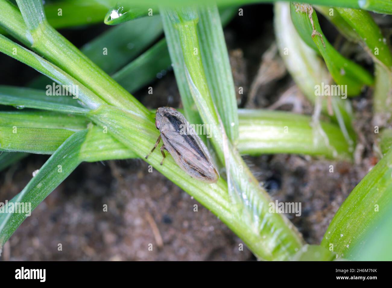 Philaenus spumarius, the meadow froghopper or meadow spittlebug from ...