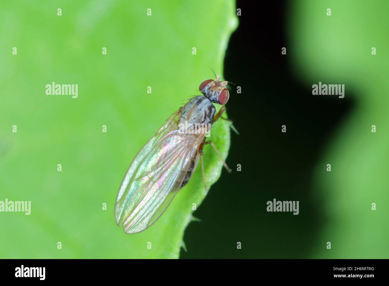 Scaptomyza pallida - Leaf miner, is a species of insect, a fly of the ...