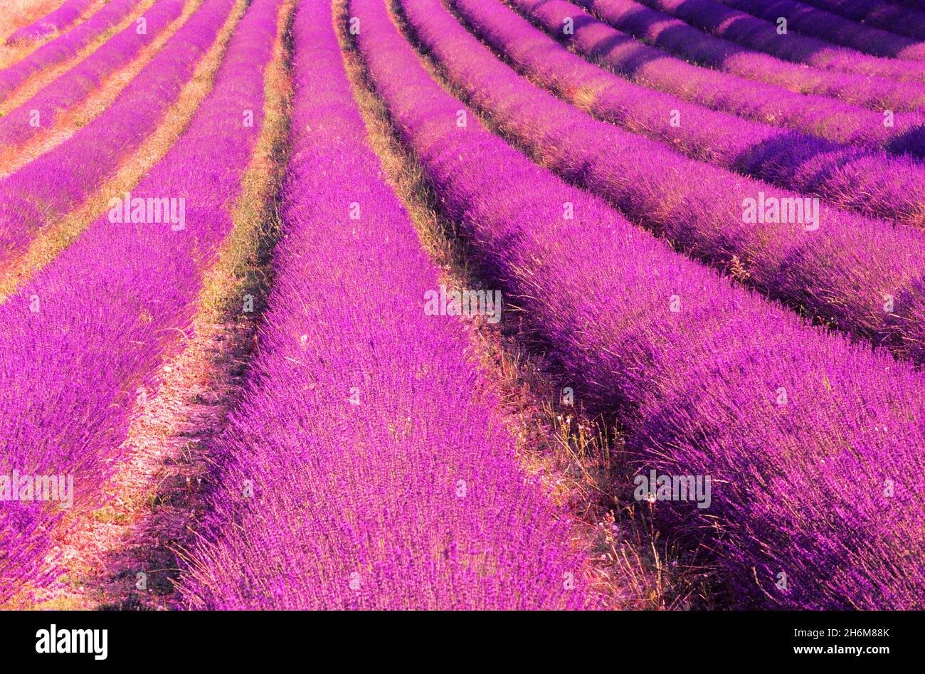 Lavender field blooming bloom blossom blossoming hi-res stock ...