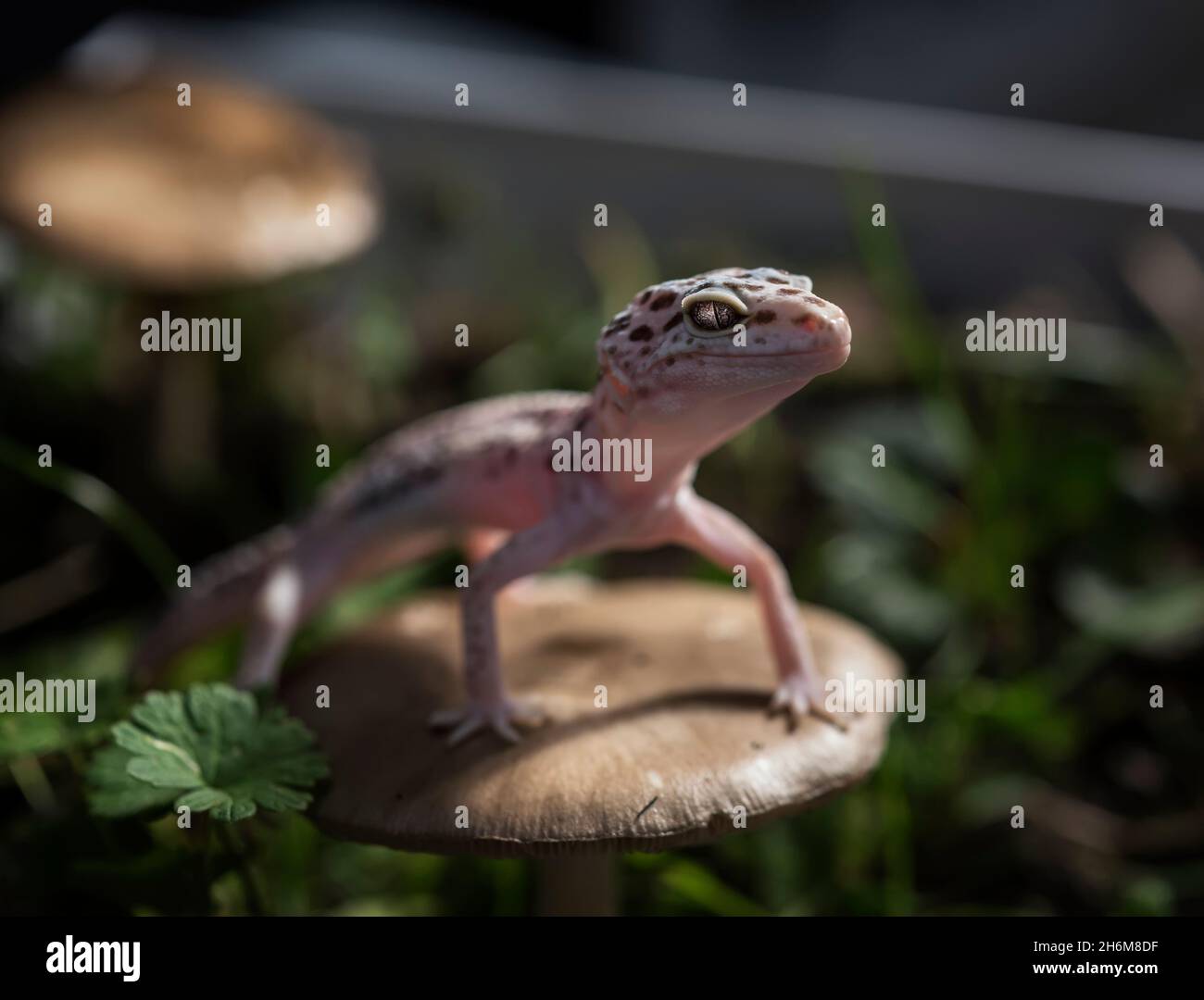 Gecko, Lizard, Leopard Lizard Gecko Stock Photo - Alamy