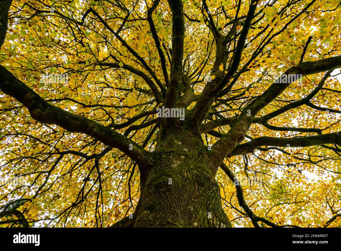 Inside an autumn tree Stock Photo - Alamy