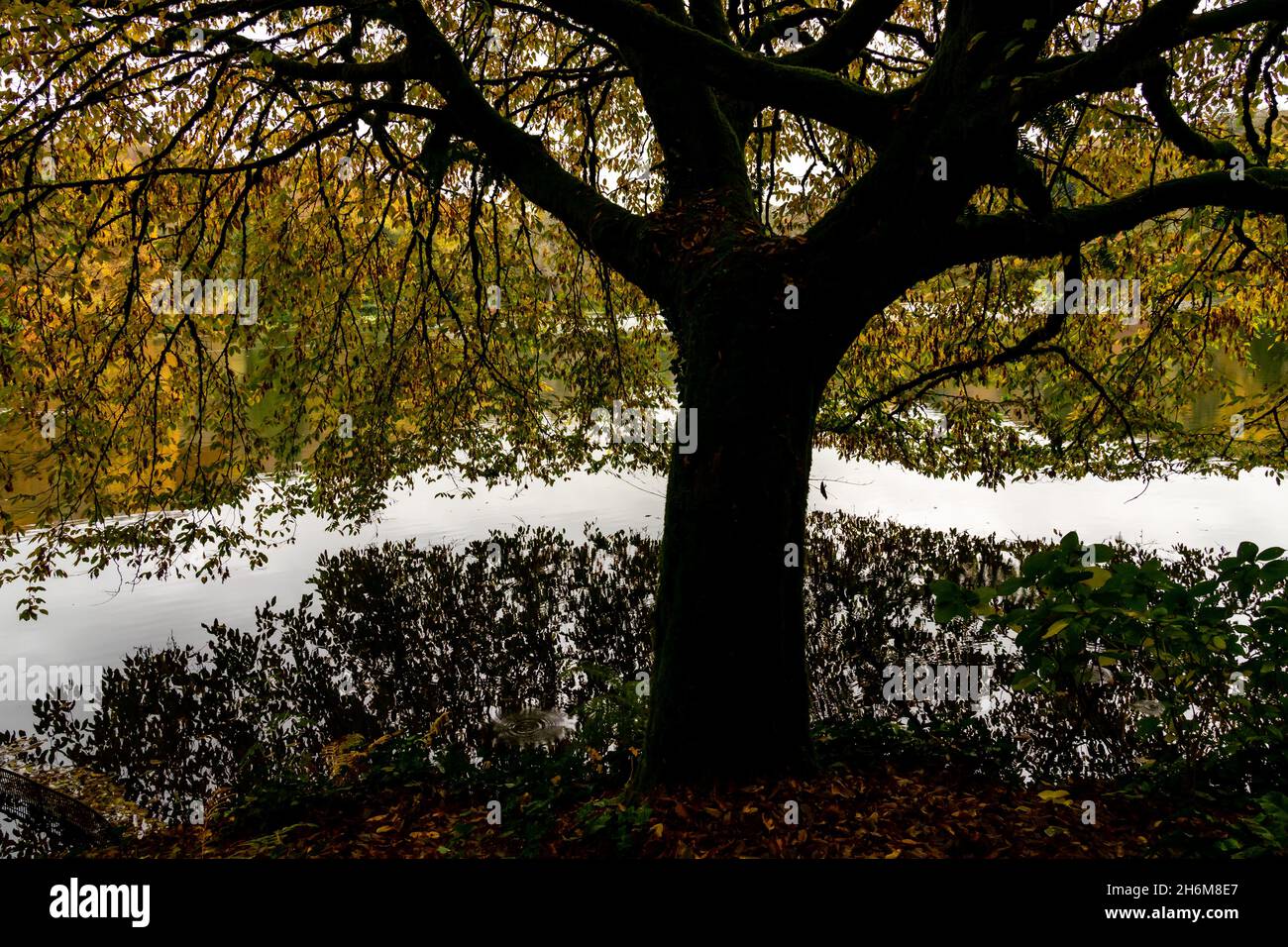 Canopy of deciduous trees hi-res stock photography and images - Alamy