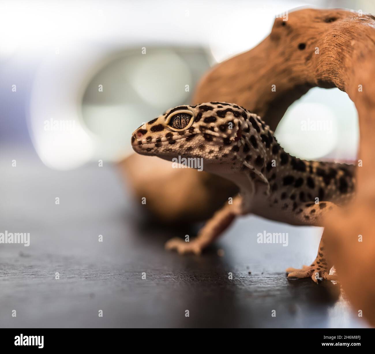 Gecko, Lizard, Leopard Lizard Gecko Stock Photo - Alamy