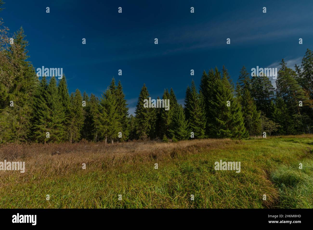 Forest and meadow near Volary town in autumn national park Sumava Stock ...