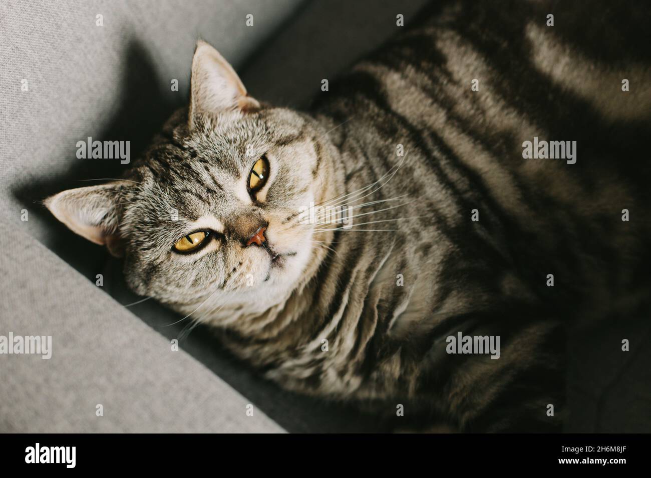 Portrait of a funny cat (Scottish Straight breed) sitting in a chair at ...