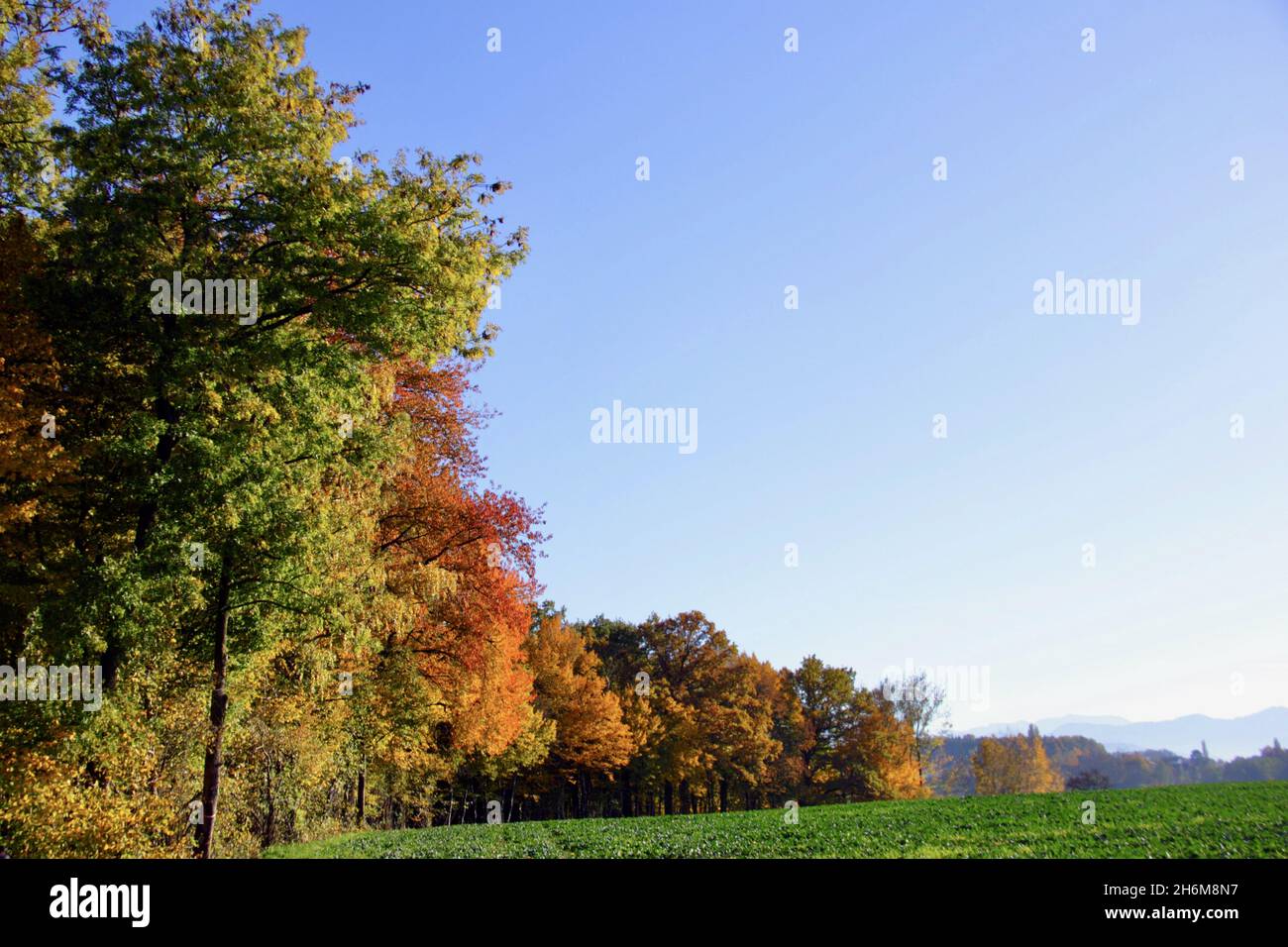 Yellow autumn leaf swaying in hi-res stock photography and images - Alamy