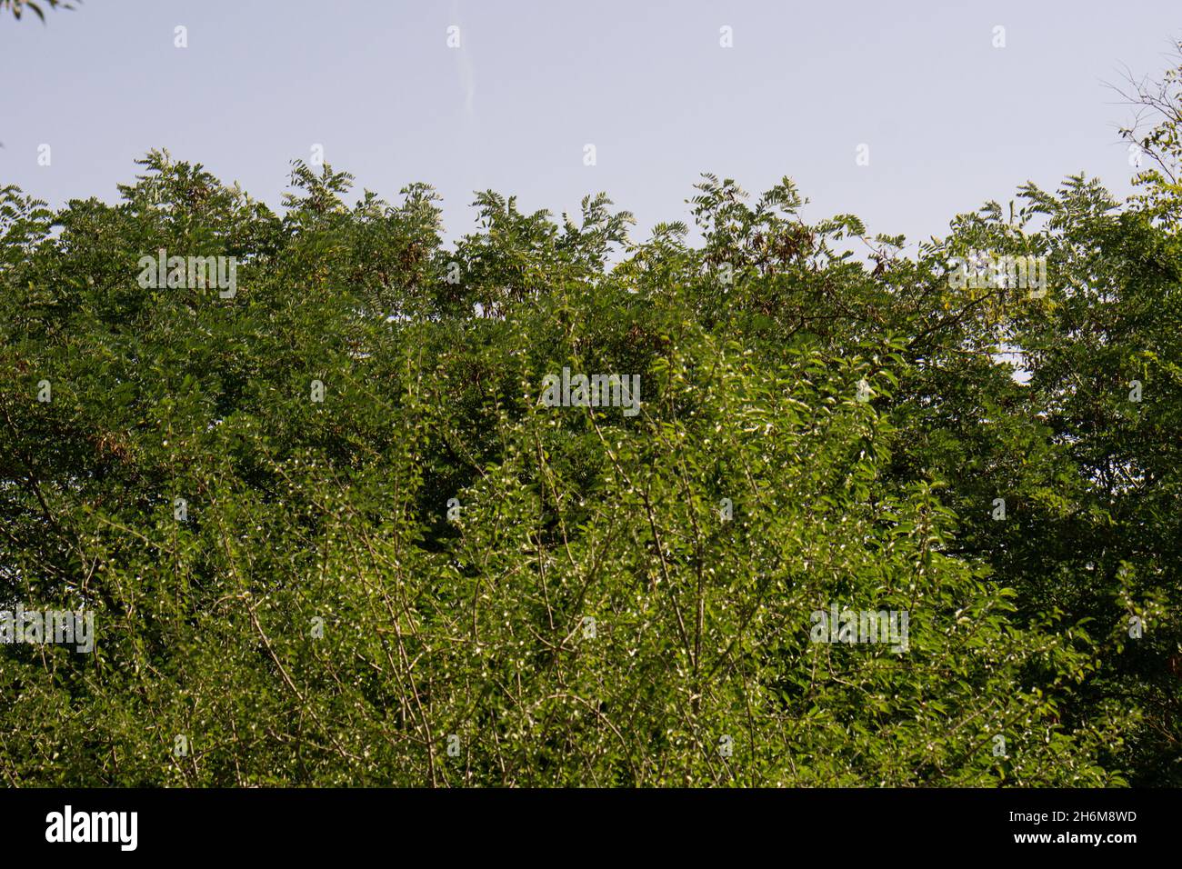 Green tree with dense foliage Stock Photo - Alamy