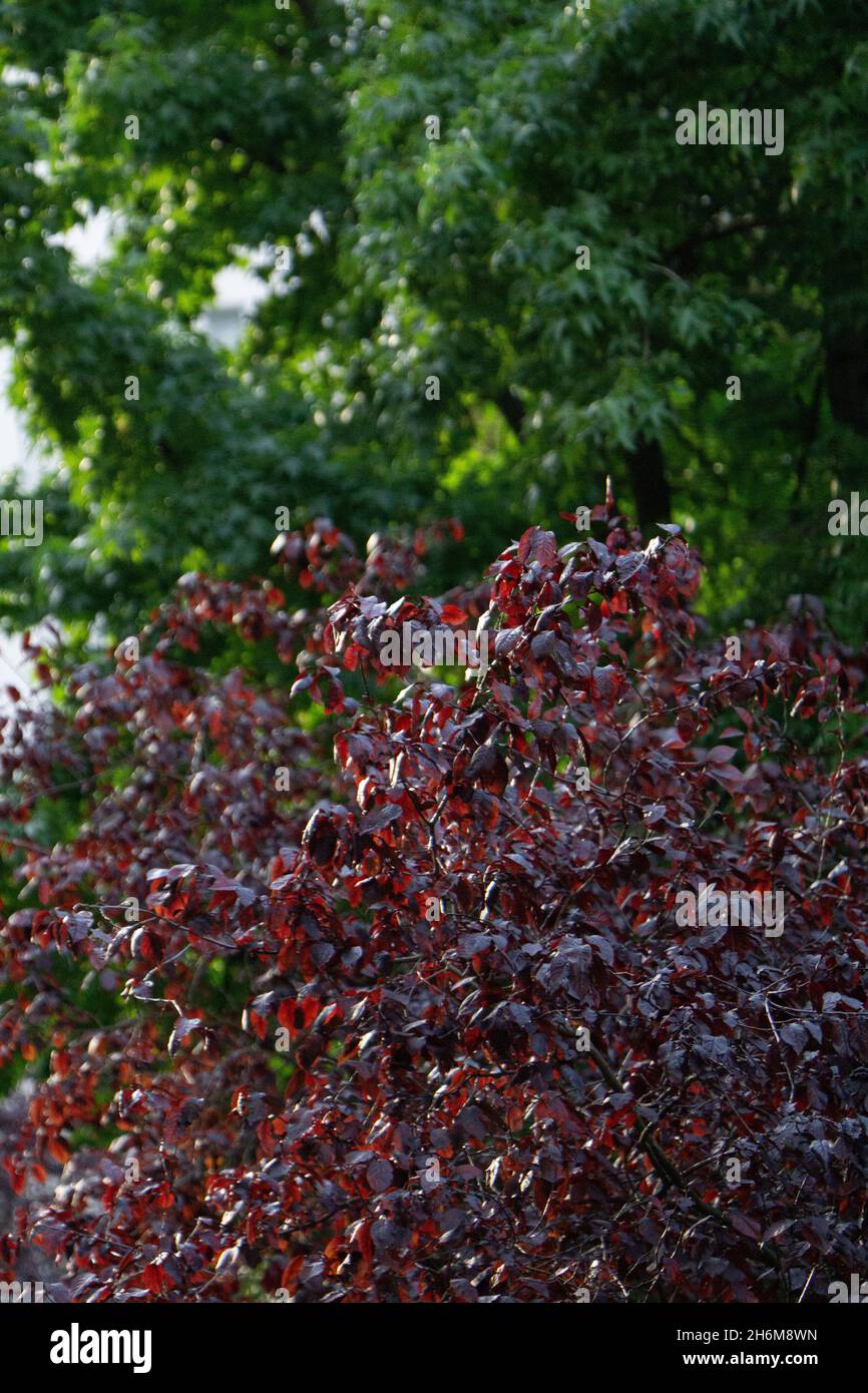 Tree with dense foliage Stock Photo - Alamy
