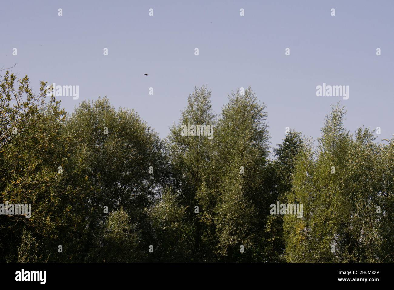 Green tree with dense foliage Stock Photo - Alamy
