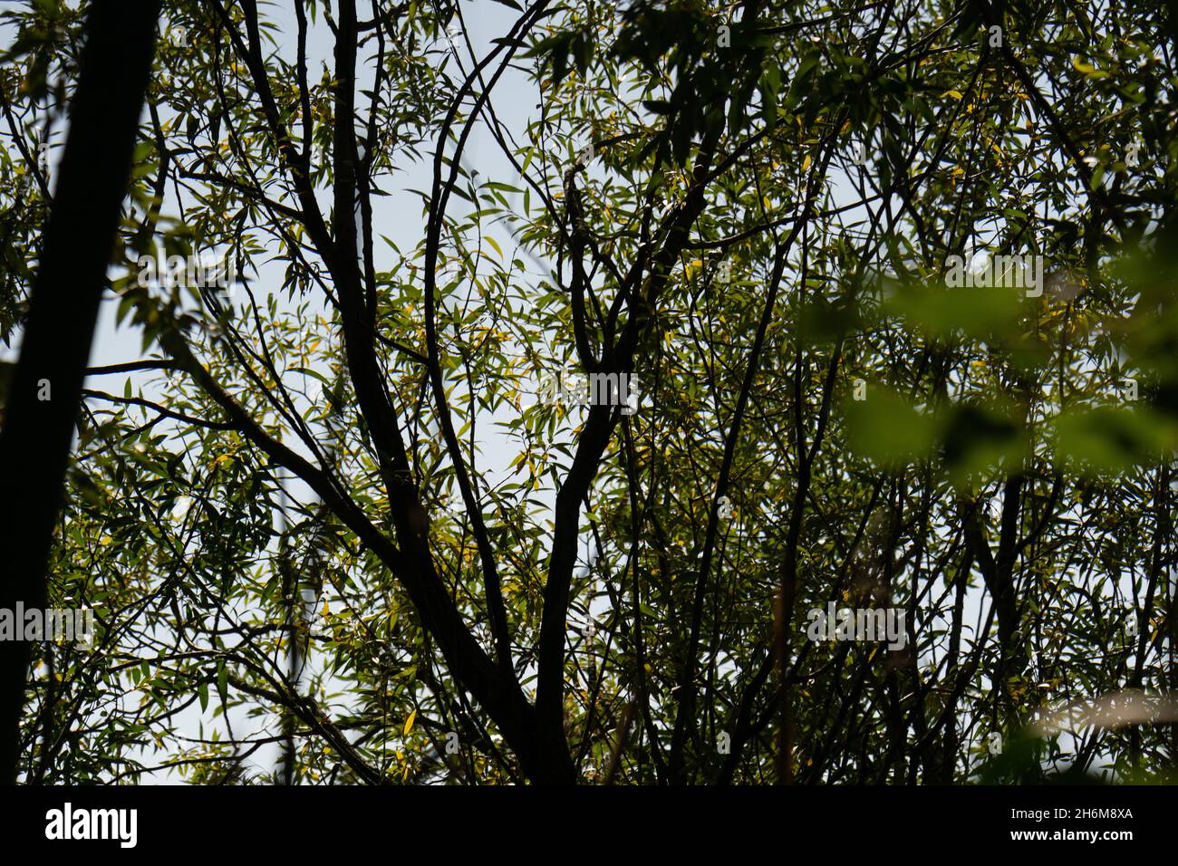 Green tree with dense foliage Stock Photo - Alamy
