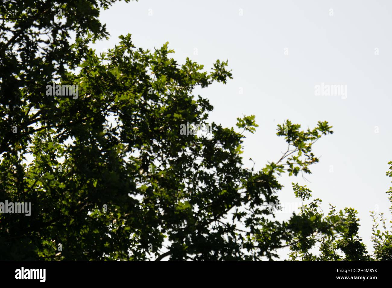 Green tree with dense foliage Stock Photo - Alamy