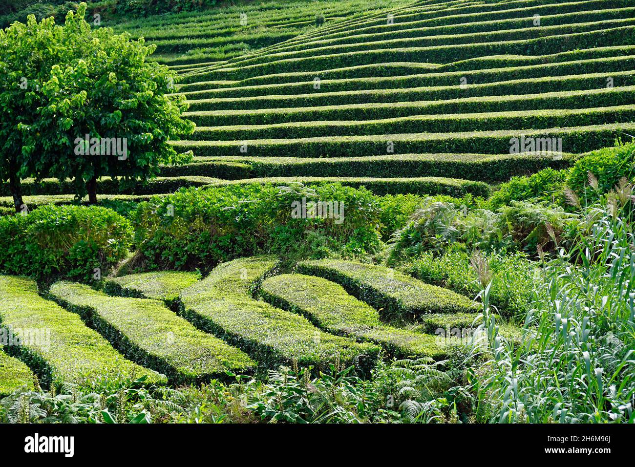 Tea farmer azores hi-res stock photography and images - Alamy