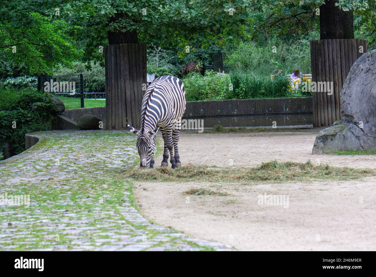 Zebra eating in a zoo Stock Photo - Alamy
