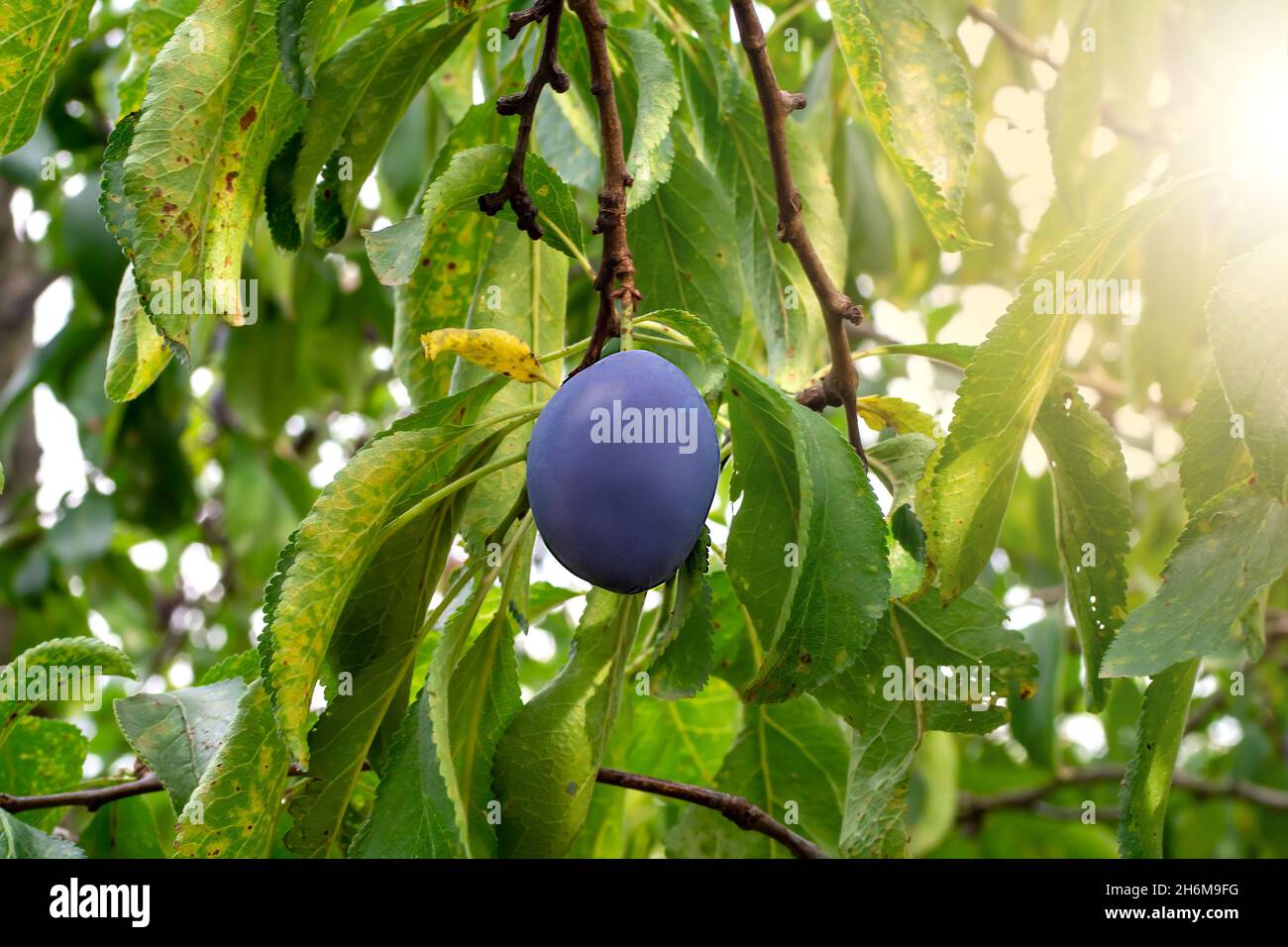 Ripe juicy plum hanging from a tree branch, ready to be picked. Harvest ...